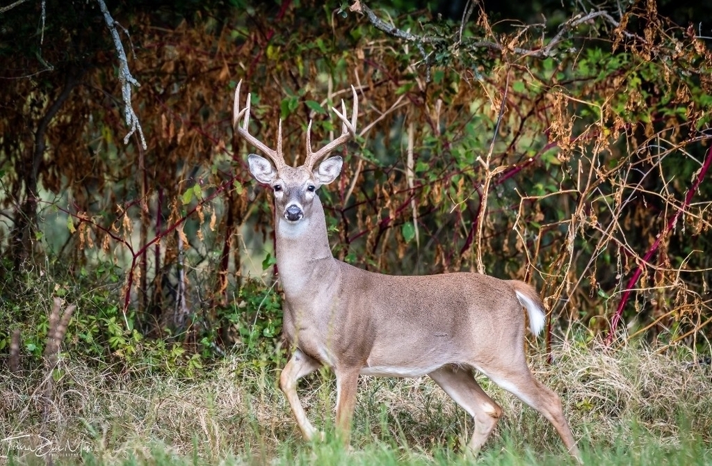 White-tailed Deer from Edén Los Sabinos on May 28, 2023 at 11:29 AM by ...