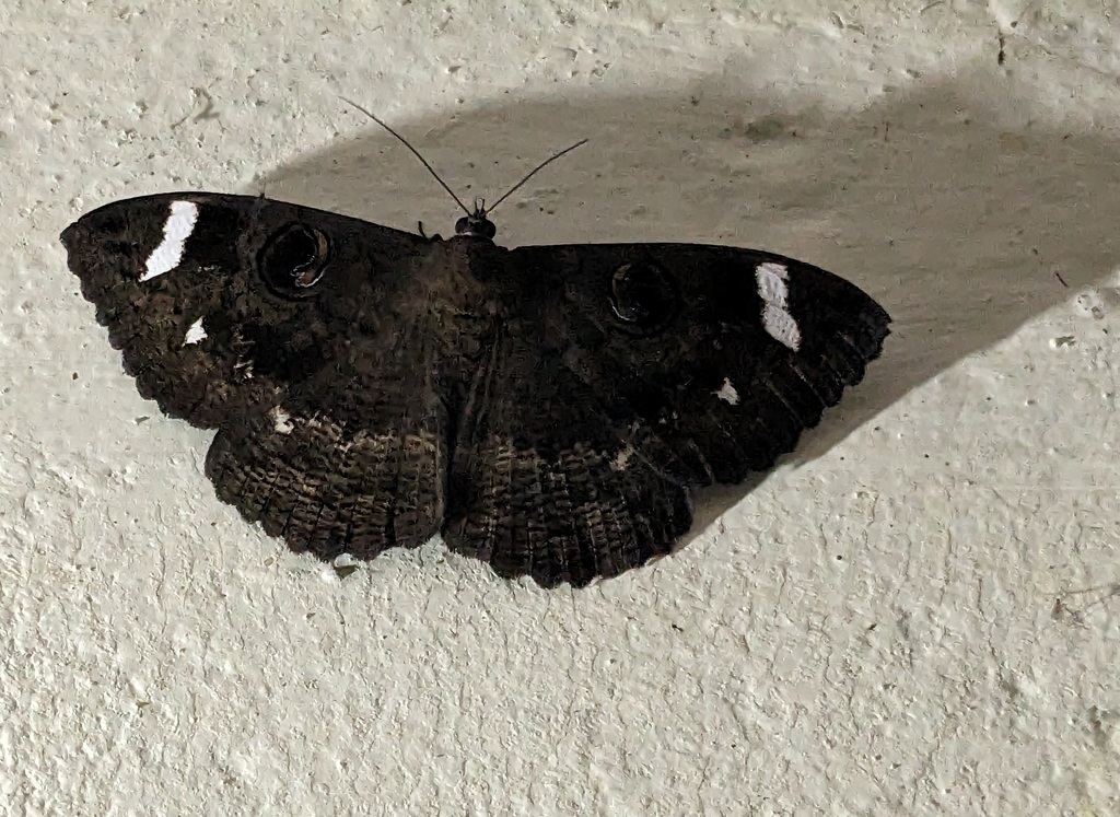 White-barred Owl moth from East Kameng, Arunachal Pradesh, India on May ...