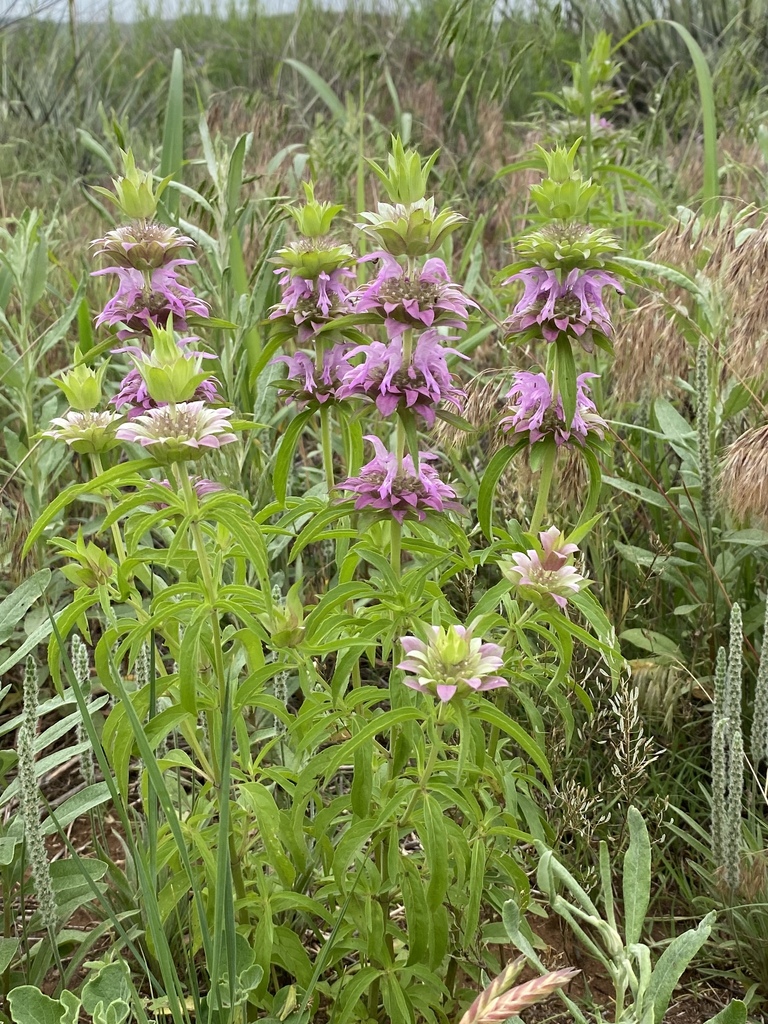 lemon beebalm from Washita Battlefield National Historic Site, Cheyenne ...