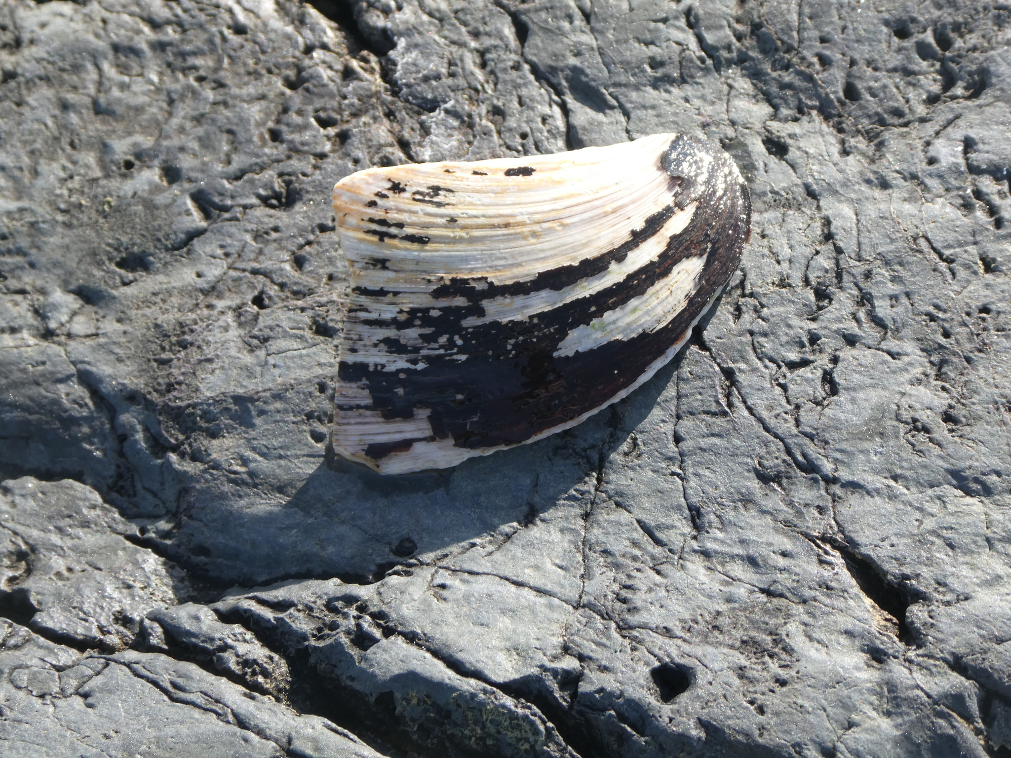 Arctica islandica (Linnaeus, 1767)