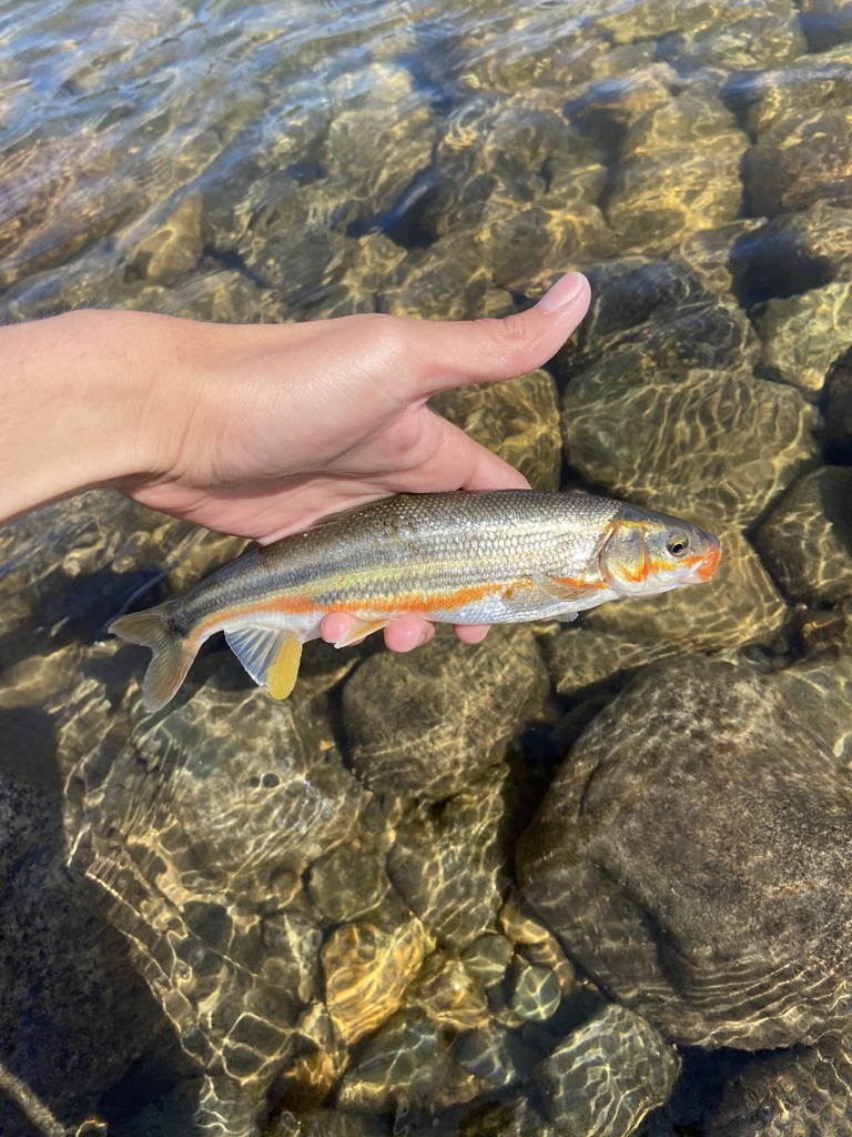 Peamouth (Mylocheilus caurinus) - Marine Life Identification