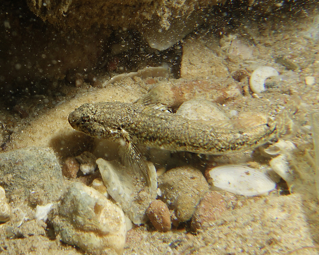 Brown Drombus (Drombus triangularis) - Marine Life Identification
