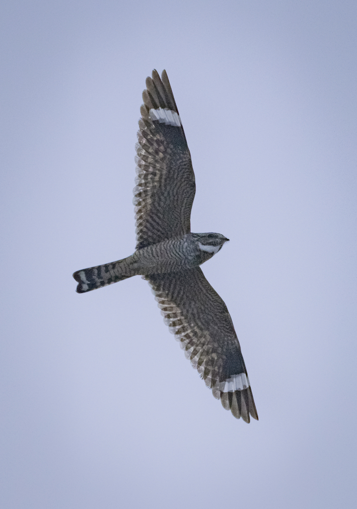 Lesser Nighthawk from Guerrero, Coah., México on May 11, 2023 at 07:54 ...