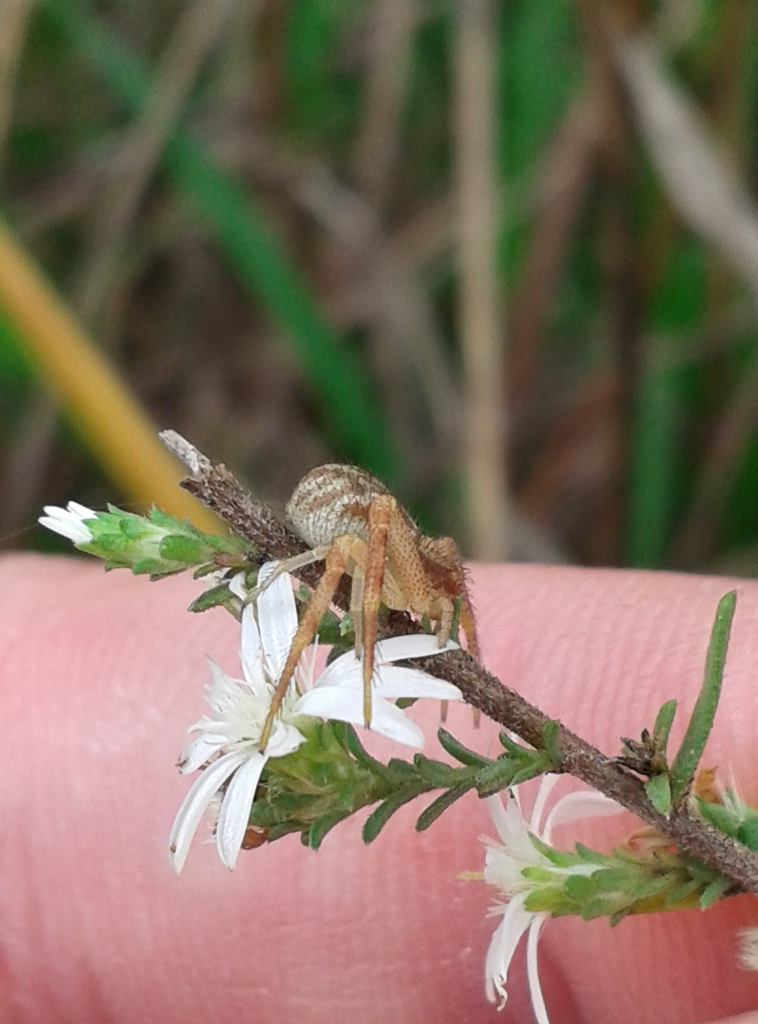 Northern Crab Spider from Payne County, OK, USA on October 30, 2018 at ...