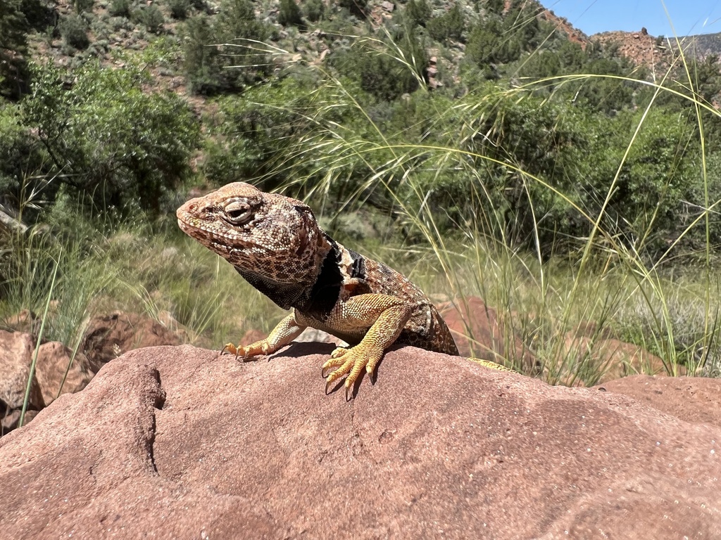 Desert Collared Lizard from Zion National Park, Springdale, UT, US on ...