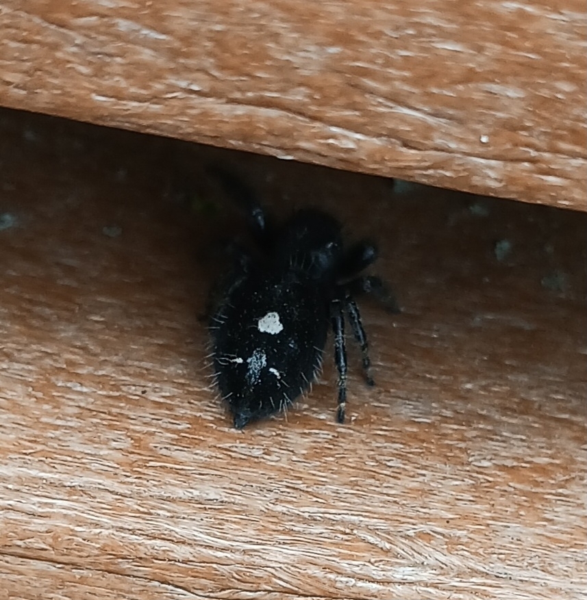 Bold Jumping Spider from Raymond Park, Indianapolis, IN, États-Unis on ...