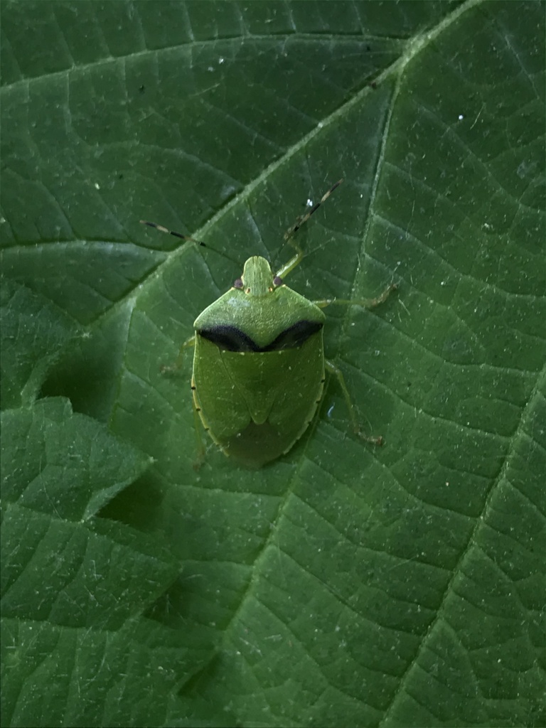 Green Stink Bug from Pearson Metropark, Oregon, OH, US on May 27, 2023 ...