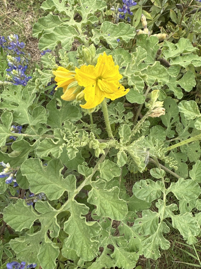 buffalo-bur from Park View Dr, Marble Falls, TX, US on May 28, 2023 at ...