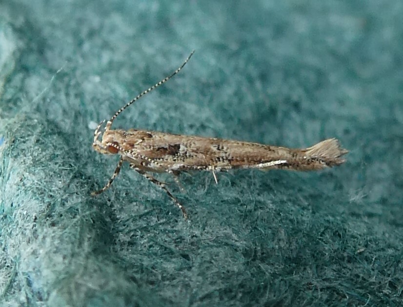Pyroderces aellotricha (Meyrick, 1889)