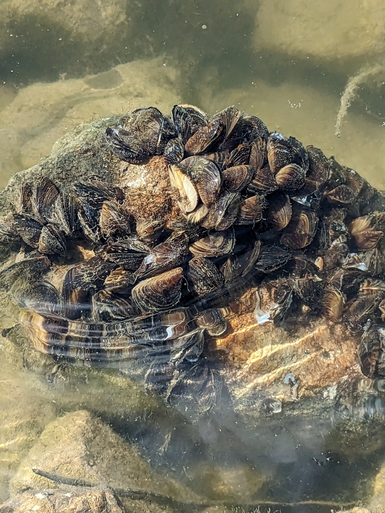 Zebra Mussel from SUGARCRK TWP, OH 45305, USA on May 28, 2023 at 03:08 ...