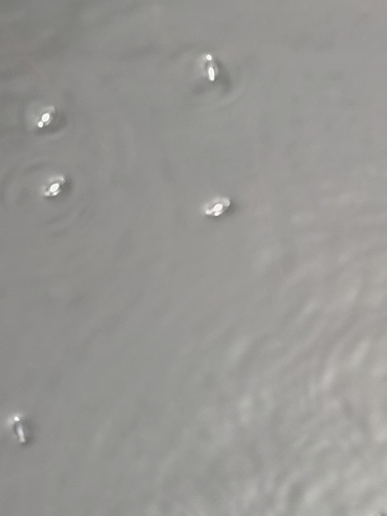 Gyrininae from Port St. Lucie, FL 34952, USA on May 28, 2023 at 12:27 ...