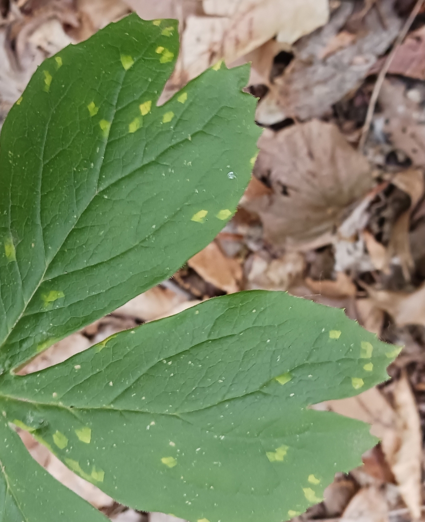 Mayapple Rust from New Palestine, Indiana 46163, États-Unis on May 28 ...