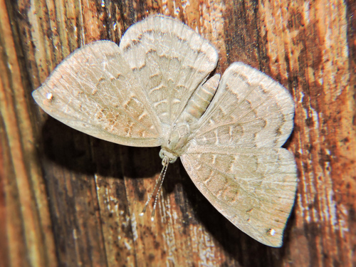 Quilted Metalmark (Napaea umbra)