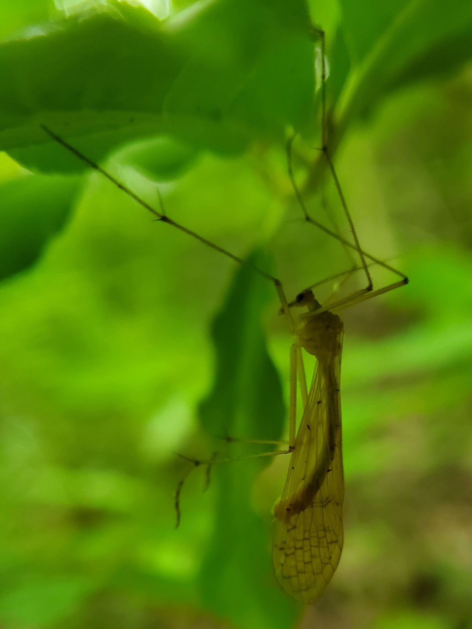 Bittacus strigosus Hagen, 1861