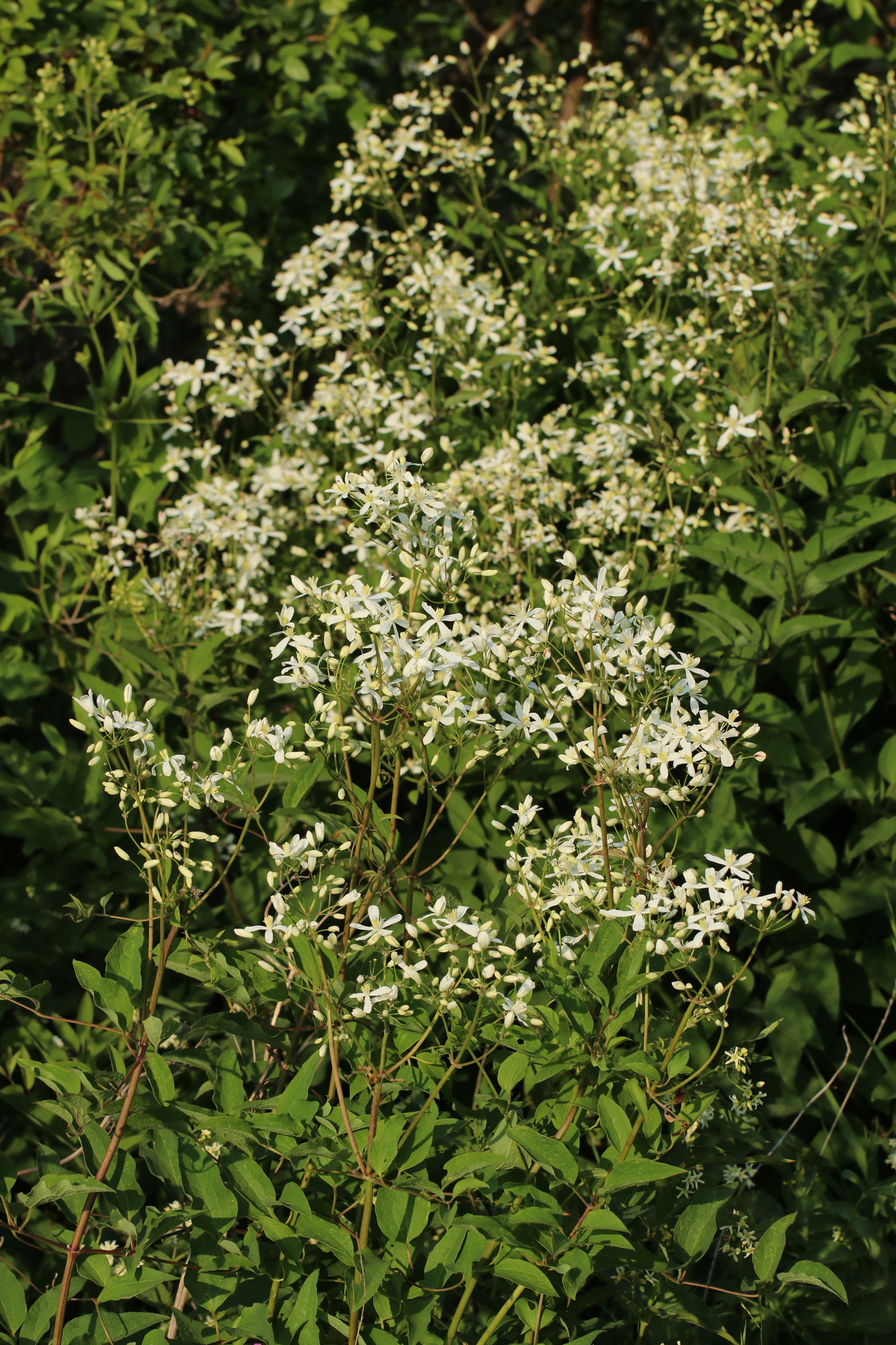 Clematis recta L.