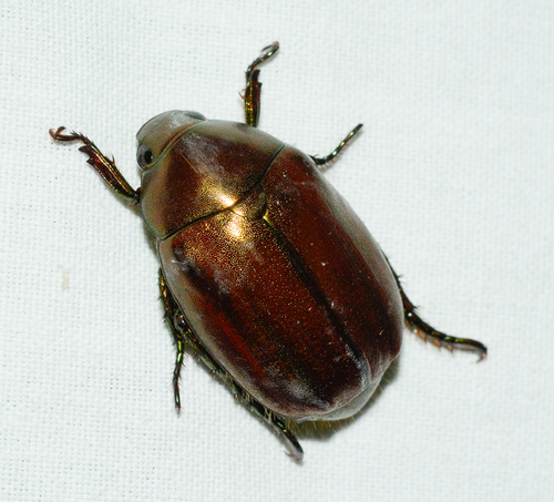 Anomala cantori · iNaturalist United Kingdom