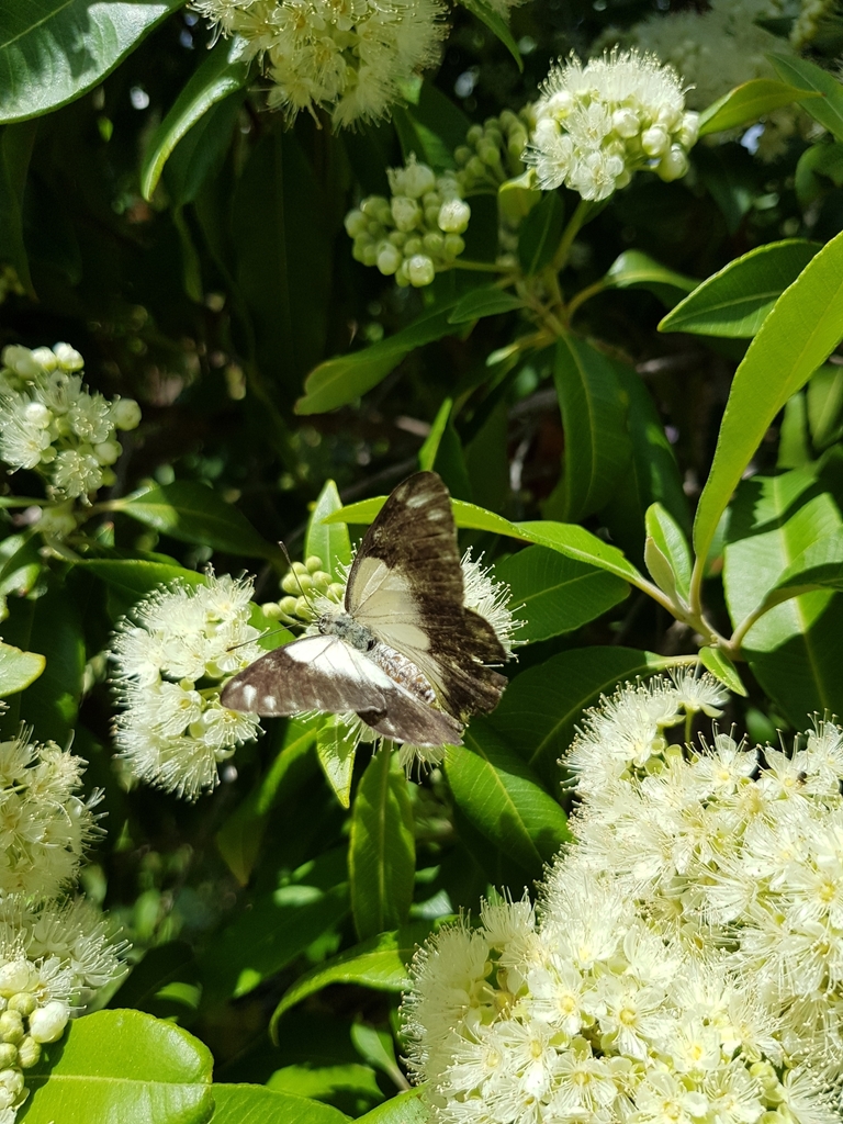 Caper White in November 2018 by QuestaGame. Sighting and photos (c ...