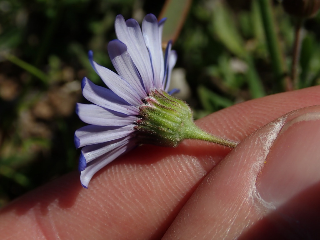 Soft Felicia (Plants of the Tygerberg Nature Reserve) · iNaturalist