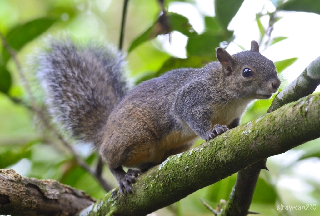 Deppe's Squirrel from Aquismón, S.L.P., México on April 19, 2023 at 03: ...