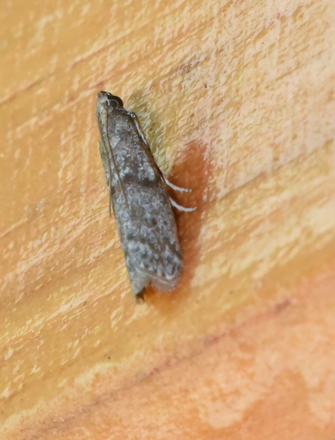 Cadra cautella (Walker, 1863)