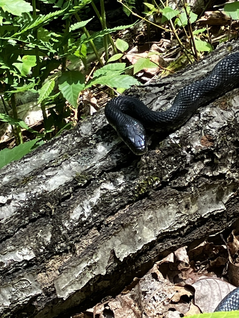 Eastern Ratsnake from George Washington & Jefferson National Forests ...