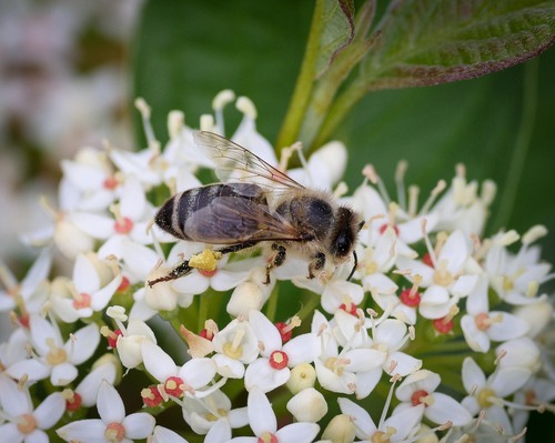 Observations by mrp123 · iNaturalist