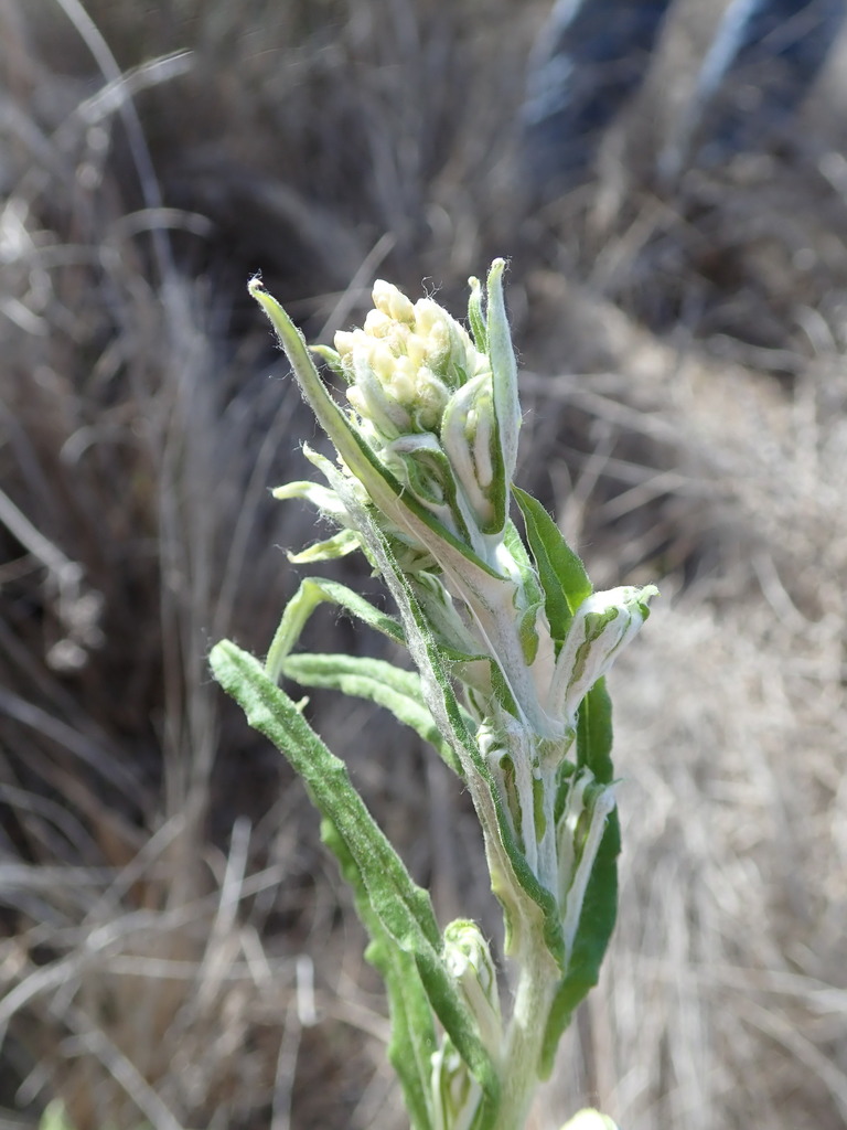 Cape Cudweed (Plants of the Tygerberg Nature Reserve) · iNaturalist