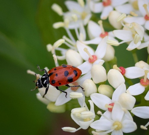 Observations by mrp123 · iNaturalist