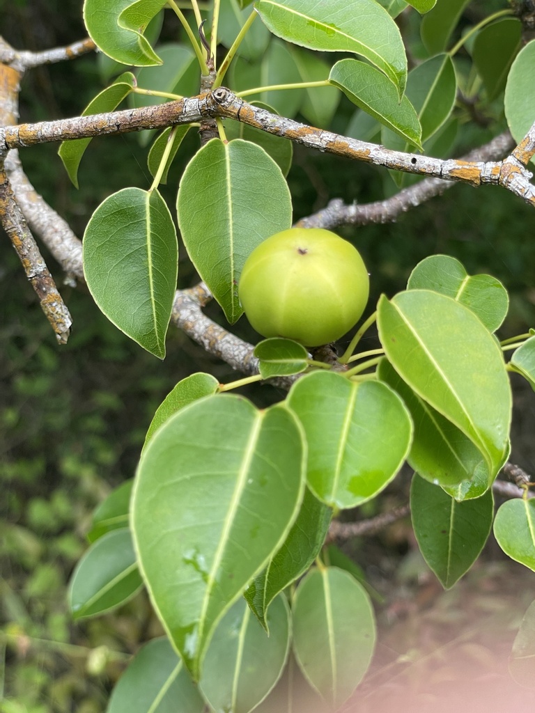 Manchineel (Plants of Anguilla) · iNaturalist