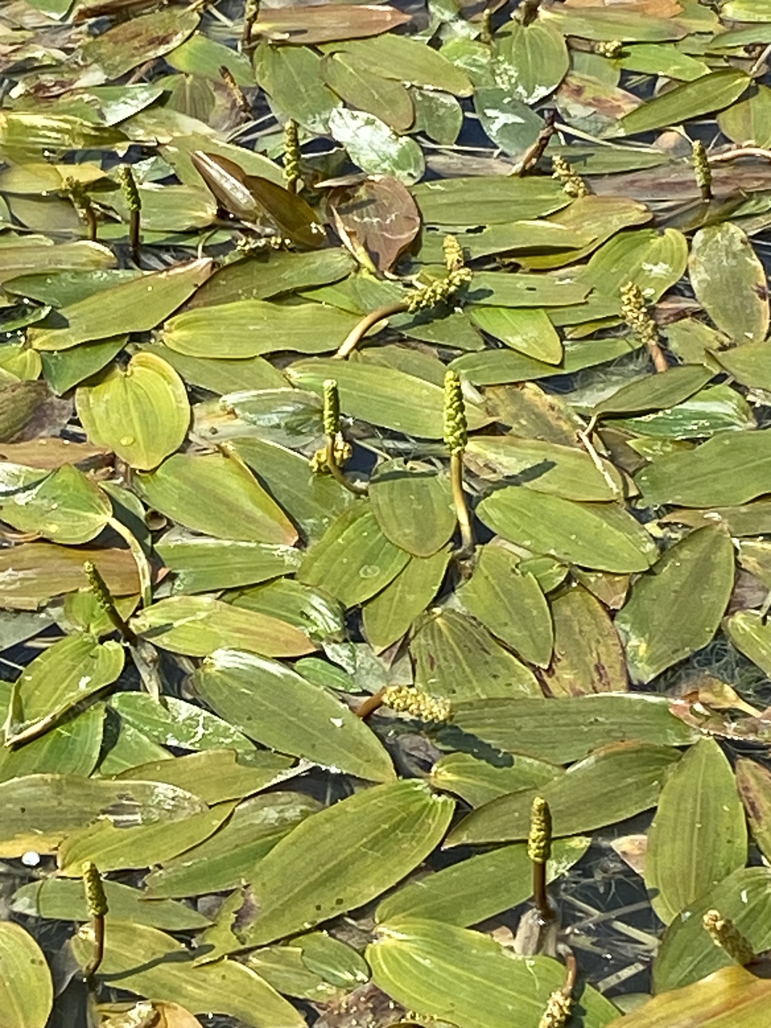 Potamogeton natans L.