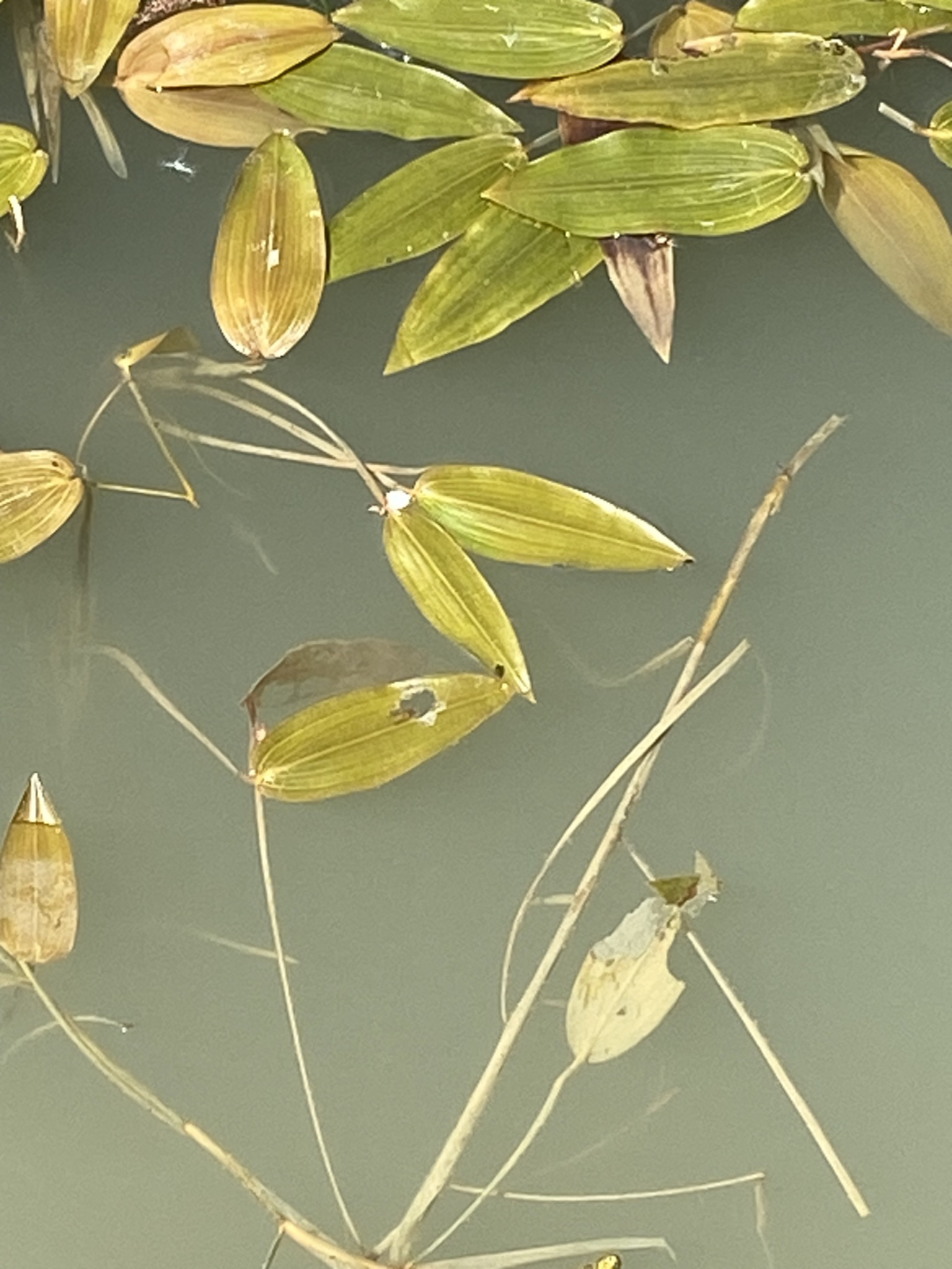 Potamogeton natans L.