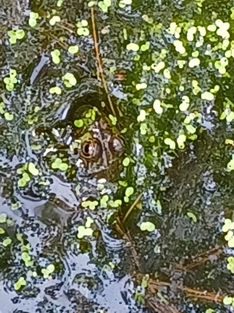 American Water Frogs from Crabtree Nature Center on May 27, 2023 at 11: ...
