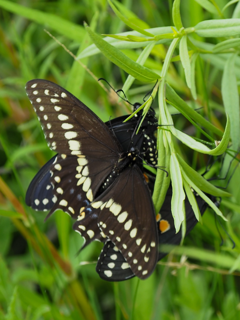 Black Swallowtail from Mueller, Austin, TX, USA on May 28, 2023 at 12: ...