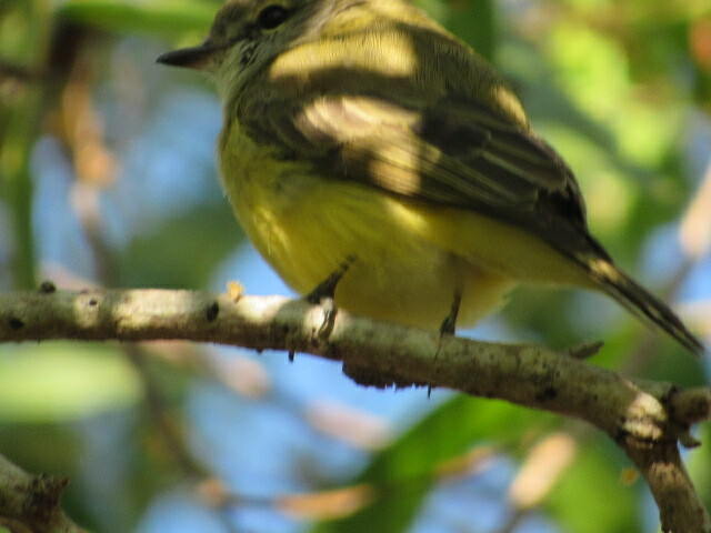 Microeca flavigaster Gould, 1843
