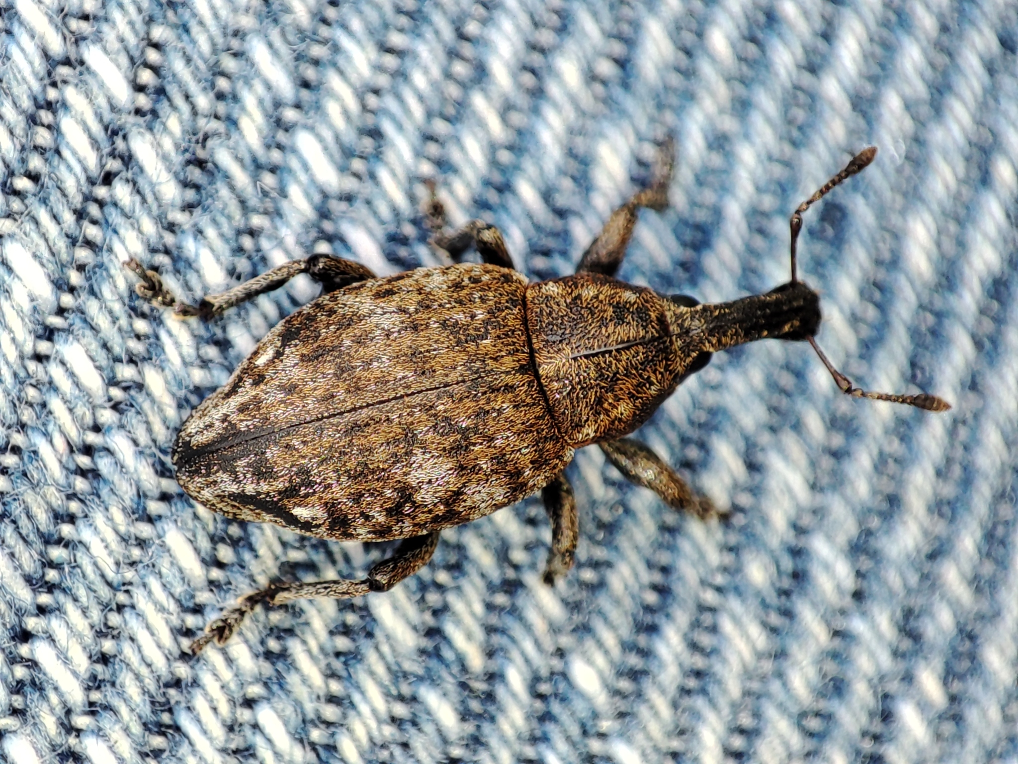 Lepyrus capucinus (J.G.Schaller, 1783)