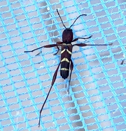 Observations by mrp123 · iNaturalist