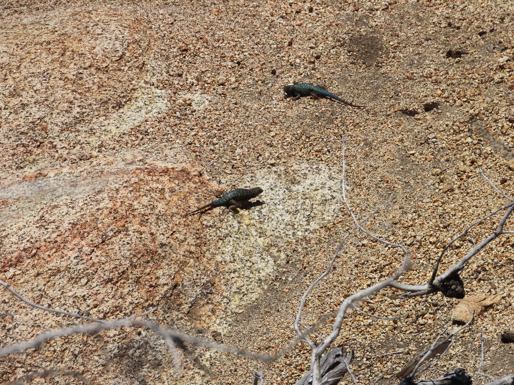 Great Basin Fence Lizard from Riverside County, CA, USA on May 26, 2023 ...