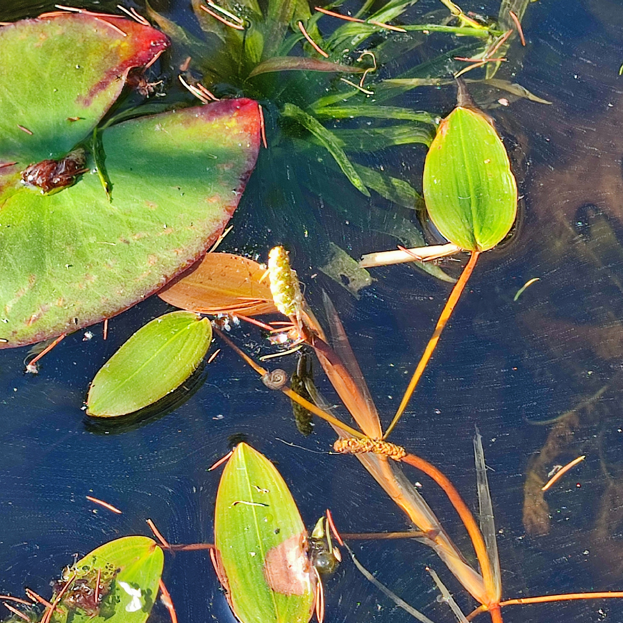 Potamogeton natans L.