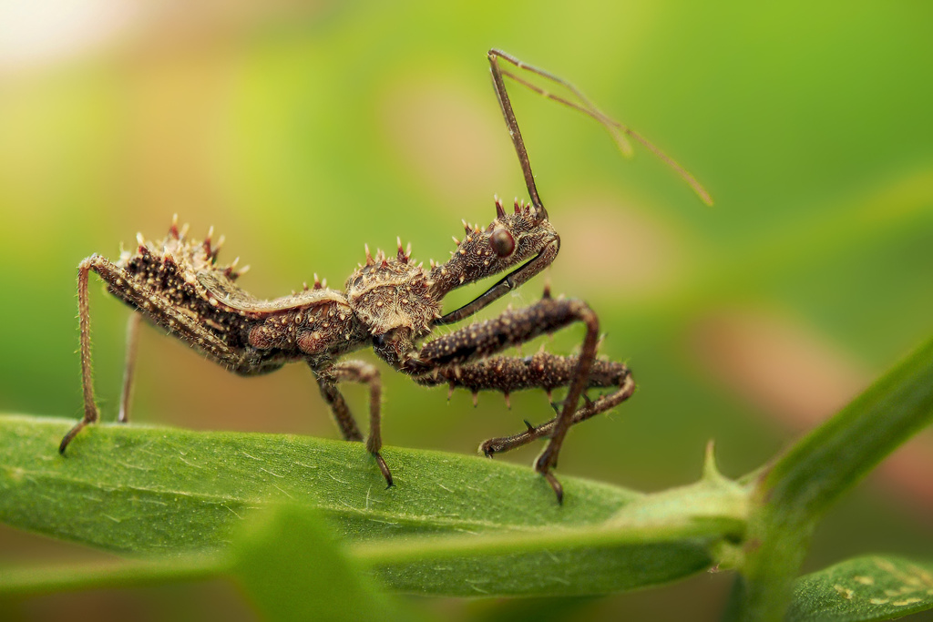 Spined Assassin Bug from Cleve Knight Rd, Honea Path, SC, US on April ...