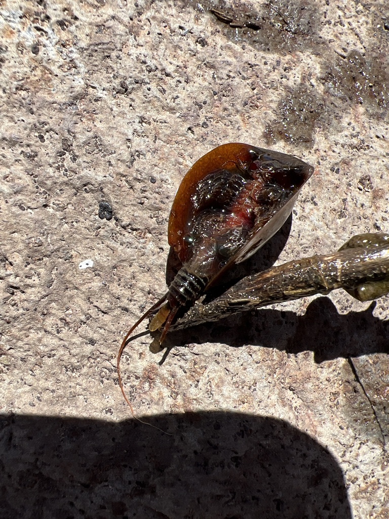 Lepidurus from Coconino National Forest, Flagstaff, AZ, US on May 28 ...