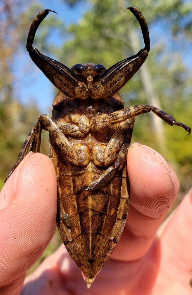 American Giant Water Bug from Harvard, MA, USA on September 28, 2019 at ...