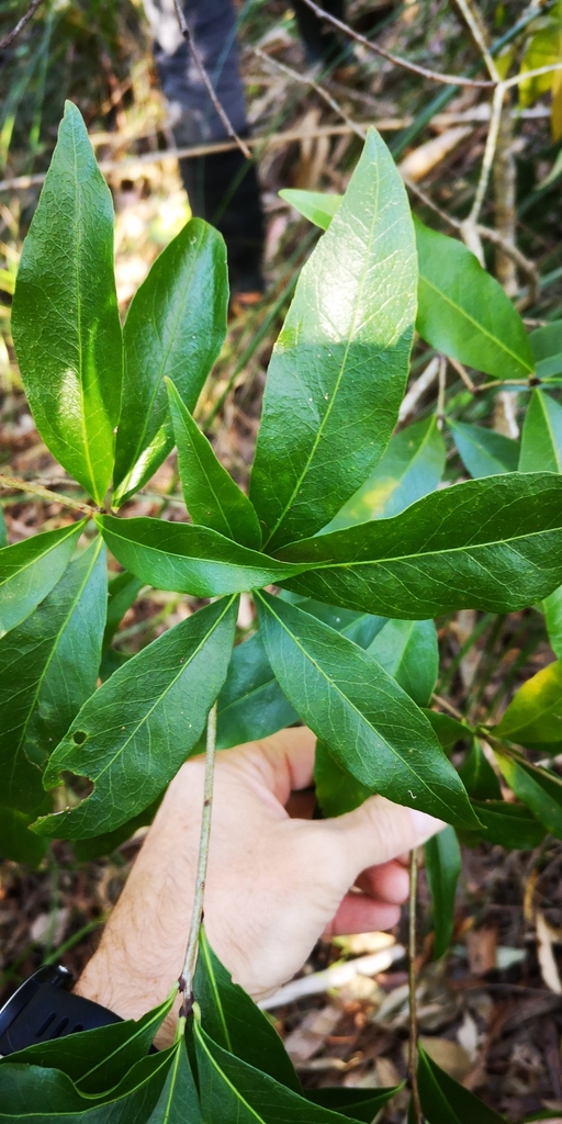 Notelaea longifolia in May 2023 by richiehall · iNaturalist