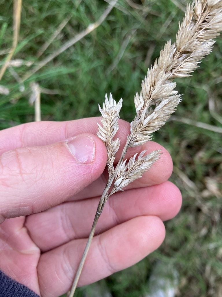 harding grass from Wiradjuri Walking Tk, Wagga Wagga, NSW, AU on May 28 ...