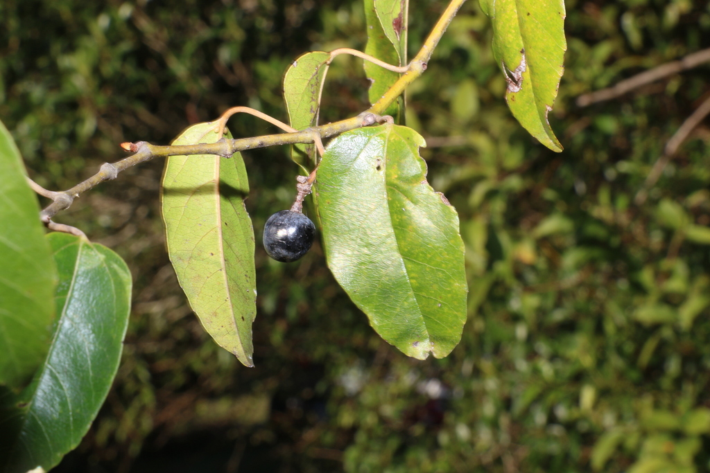 Kangaroo Vine from Cootharaba QLD 4565, Australia on May 27, 2023 at 03 ...