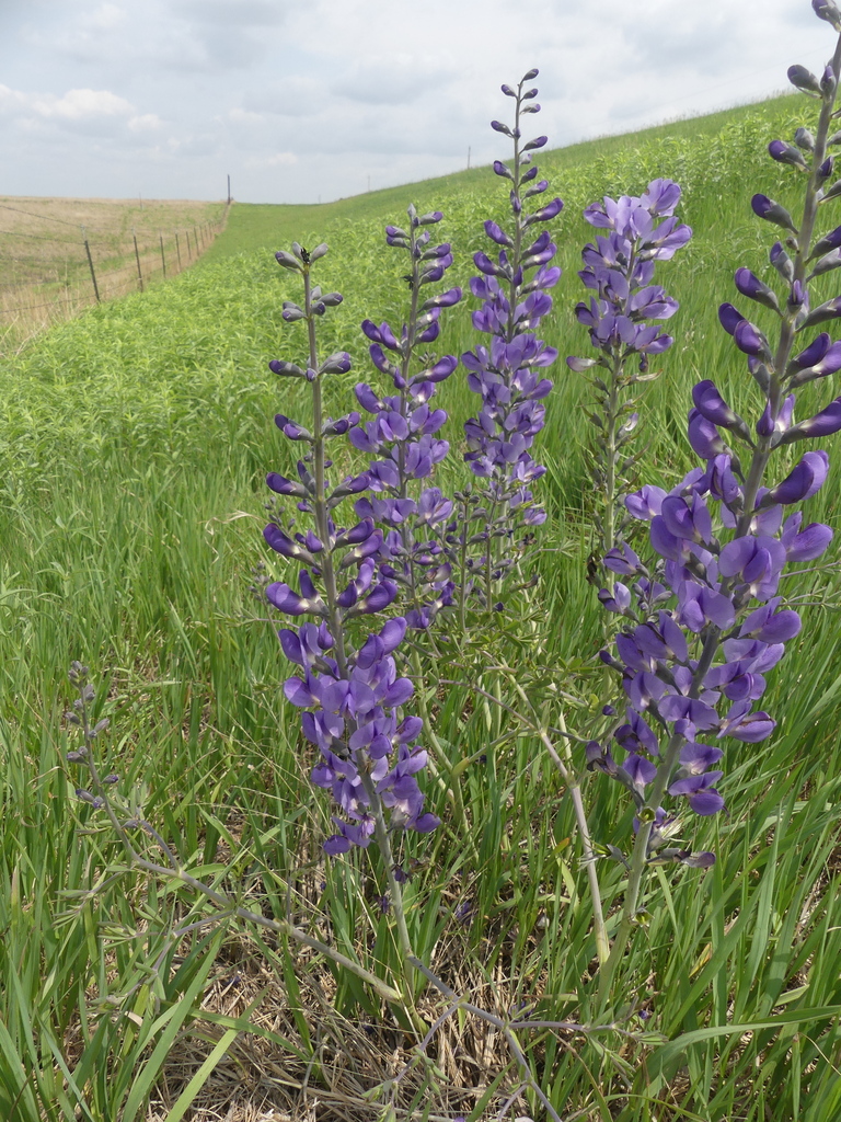 tall blue wild indigo from Ellsworth County, KS, USA on May 22, 2023 at ...