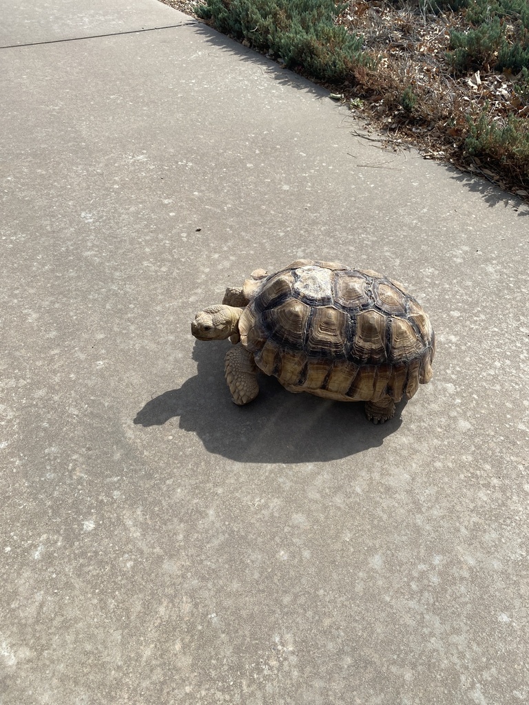 African Spurred Tortoise from Corona, NM, US on May 28, 2023 at 04:13 ...