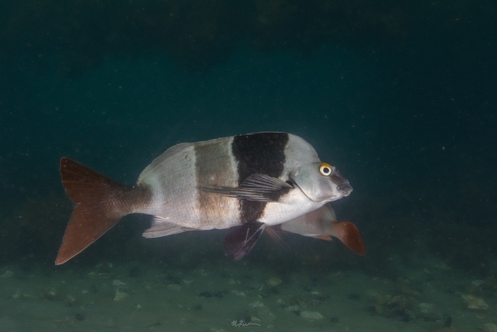 Magpie Perch from Australia on April 21, 2023 at 11:02 AM by ...