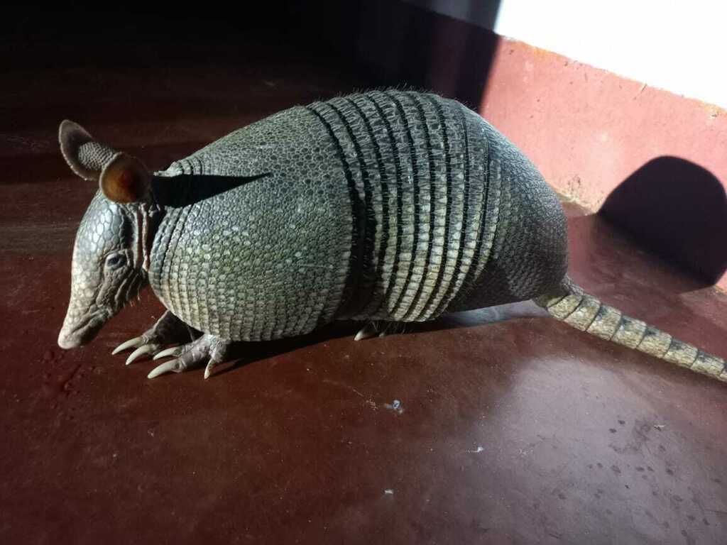 Nine-banded Armadillo from Chontla, Ver., México on September 7, 2022 ...