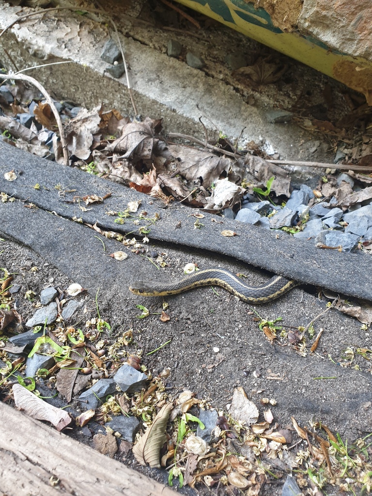 Eastern Garter Snake from Ville-Marie, Montréal, QC, Canada on May 27 ...
