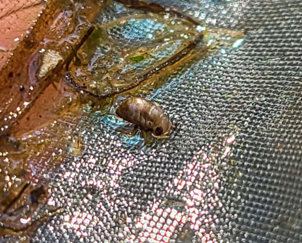 Neoplea striola in May 2023 by Rebecca Gelernter · iNaturalist